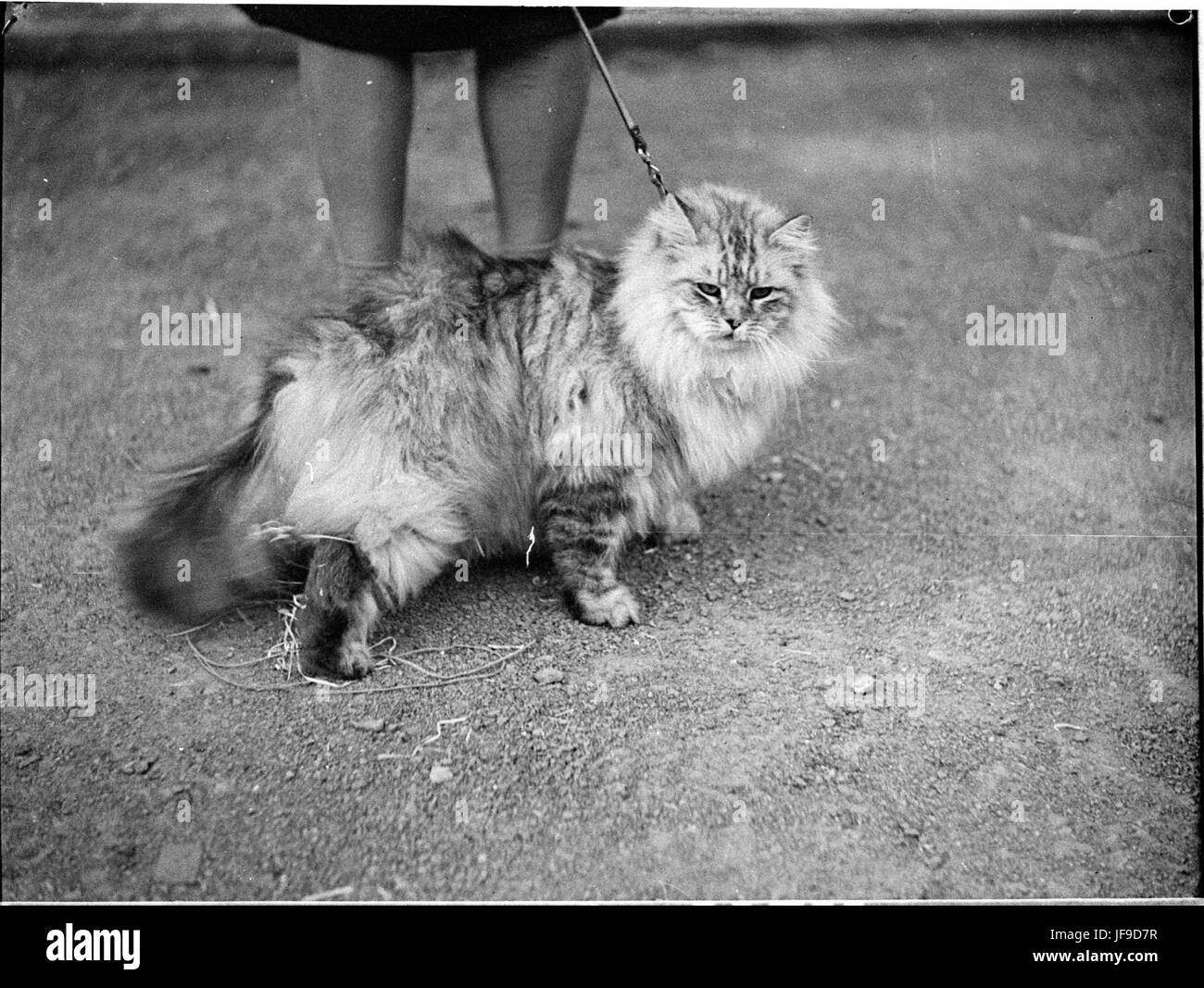 Royal Agricultural Show, April 1938, Sam Hood 29828309395 o Stock Photo ...