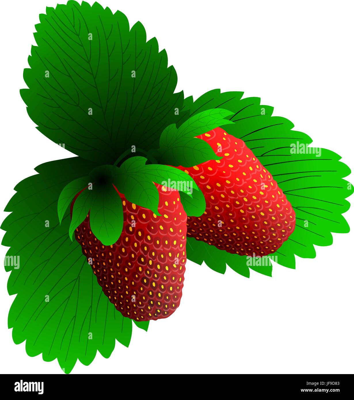 Two fresh strawberry Stock Vector Image & Art - Alamy