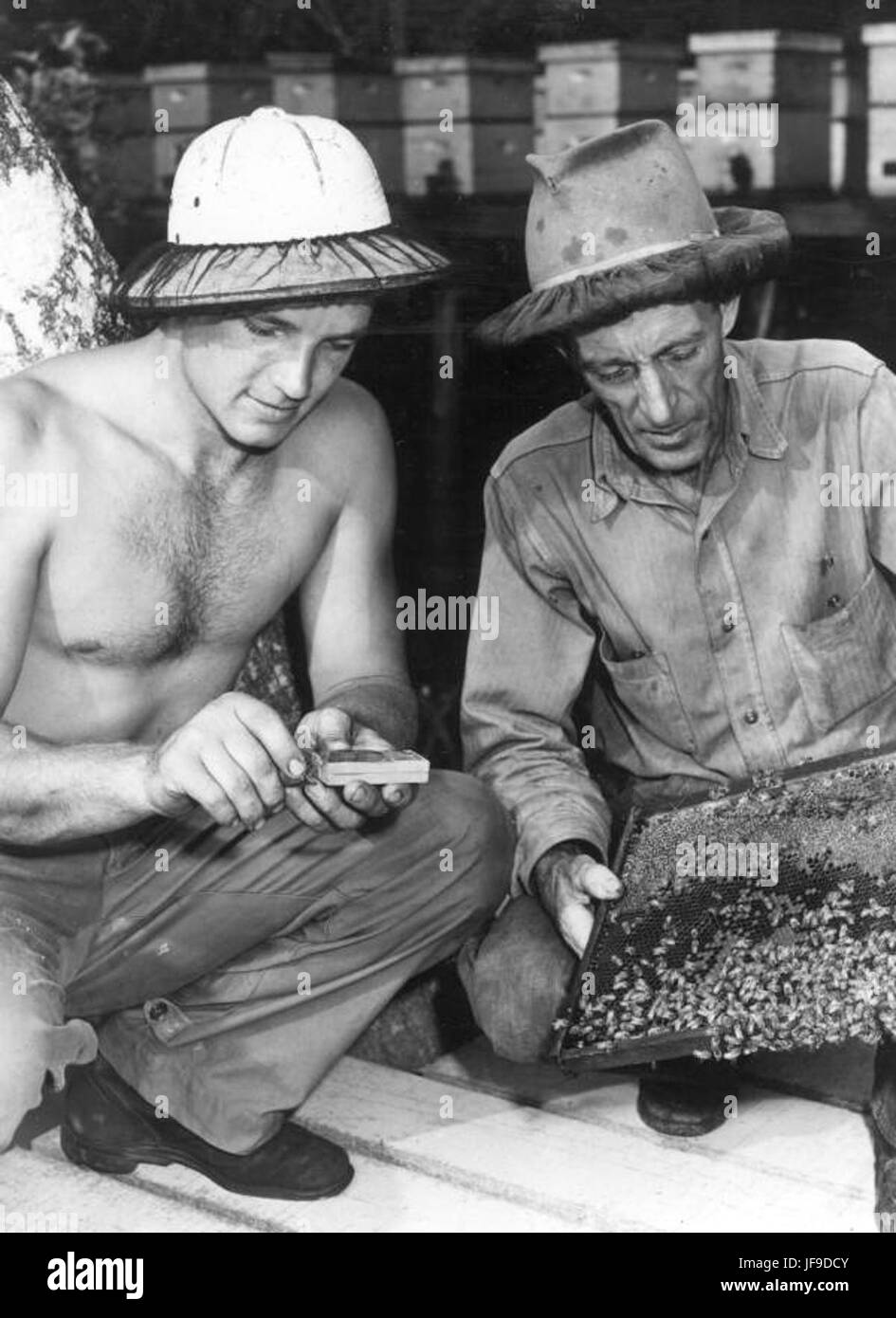 A historical image of Wallace Anderson placing a queen bee in a ...