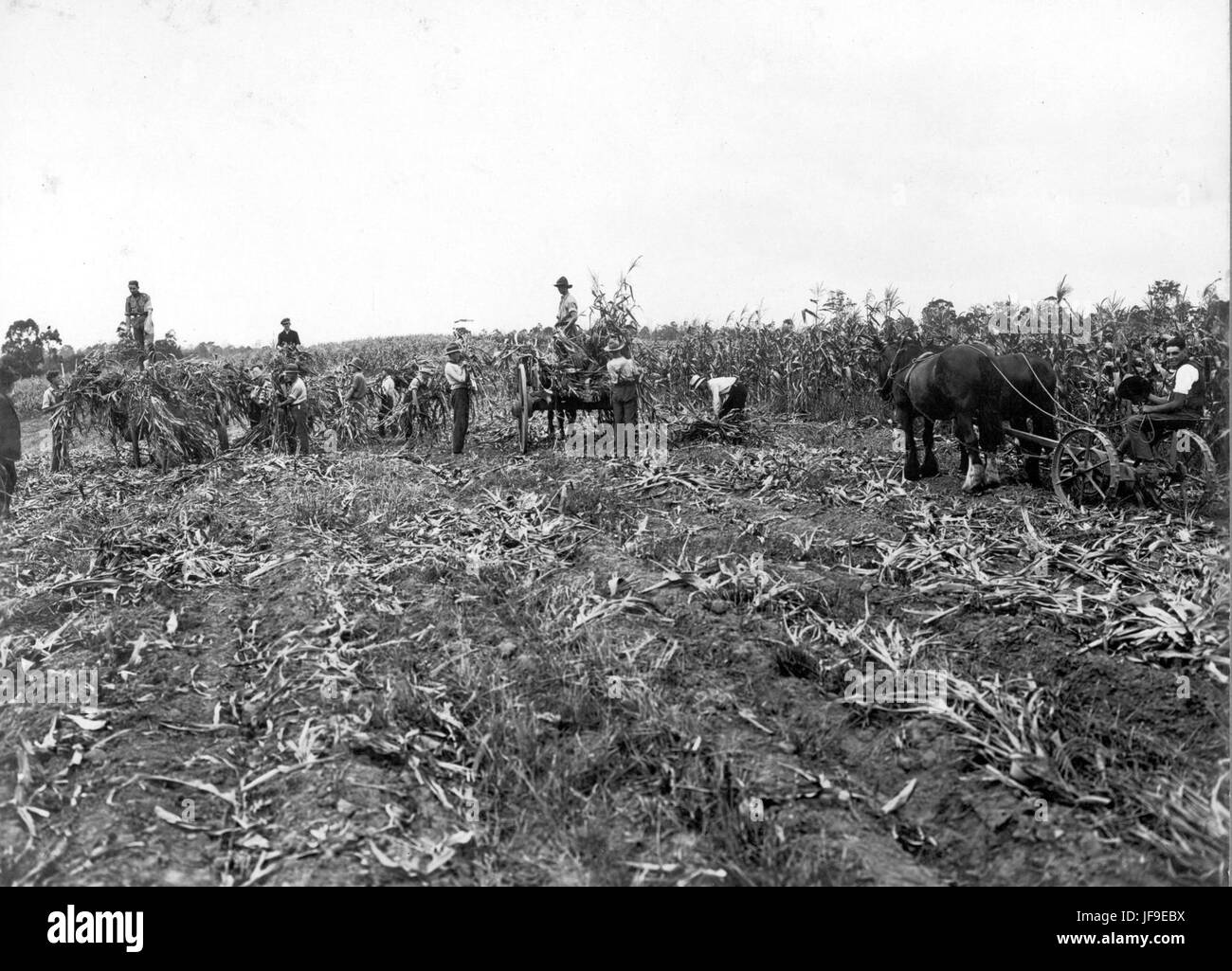 Farm workers at the Scheyville Training Farm, a significant location in ...