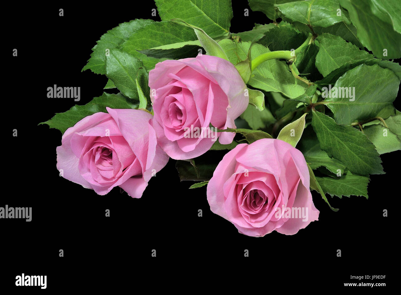 Pink roses bouquet on a black background Stock Photo - Alamy