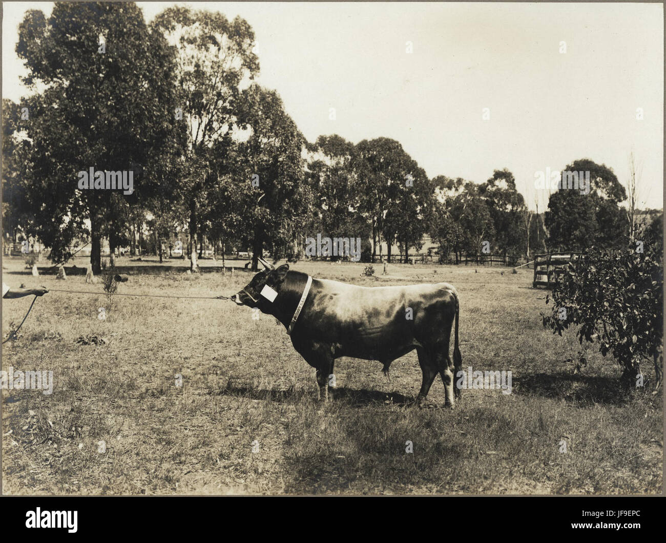 The prize-winning bull from the Hawkesbury DAA Show at Scheyville ...