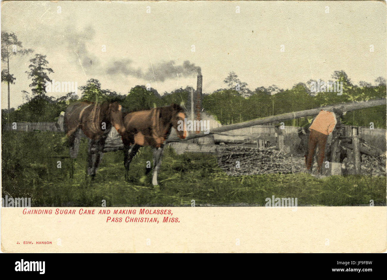 A historical photograph of sugar cane being ground and molasses being ...