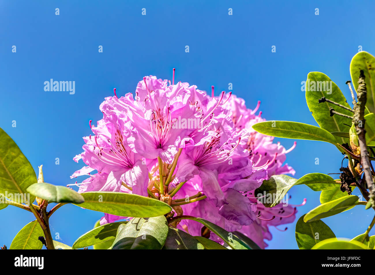 Lavender rhododendron hi-res stock photography and images - Alamy