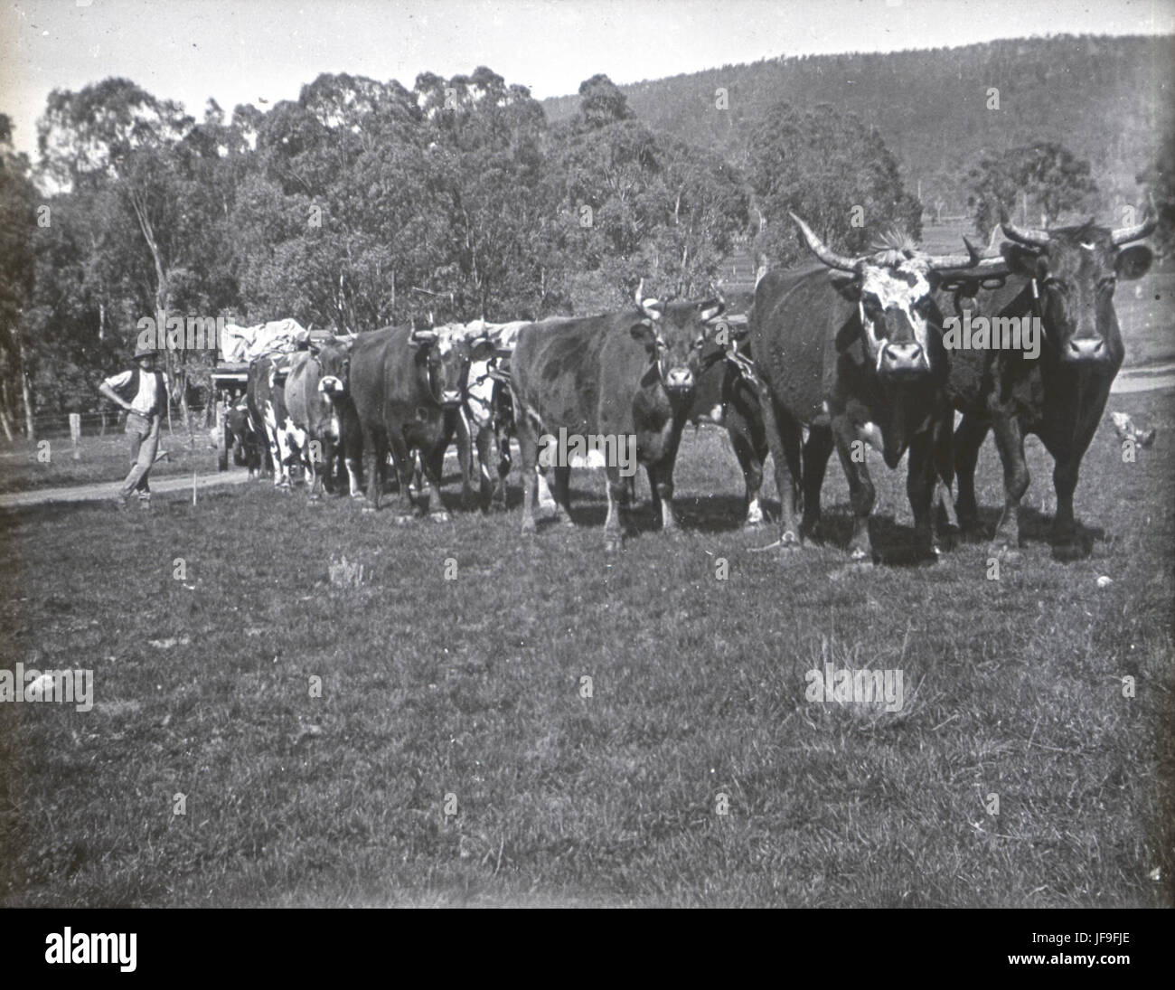 A photograph of a bullock team, showcasing traditional animal-powered ...