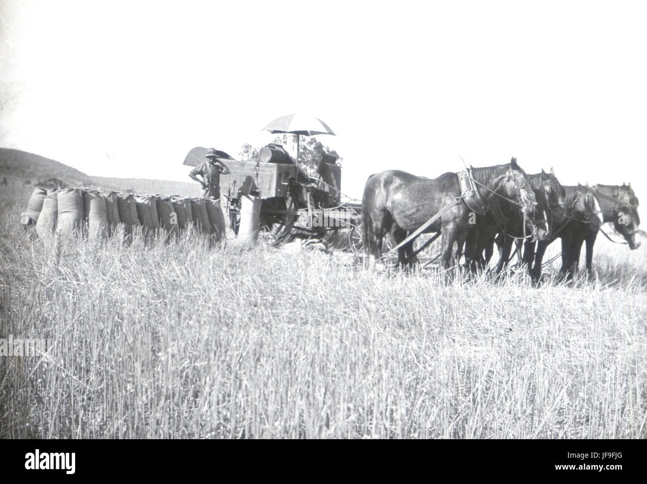 Farmers work diligently in the harvest field, a snapshot of ...