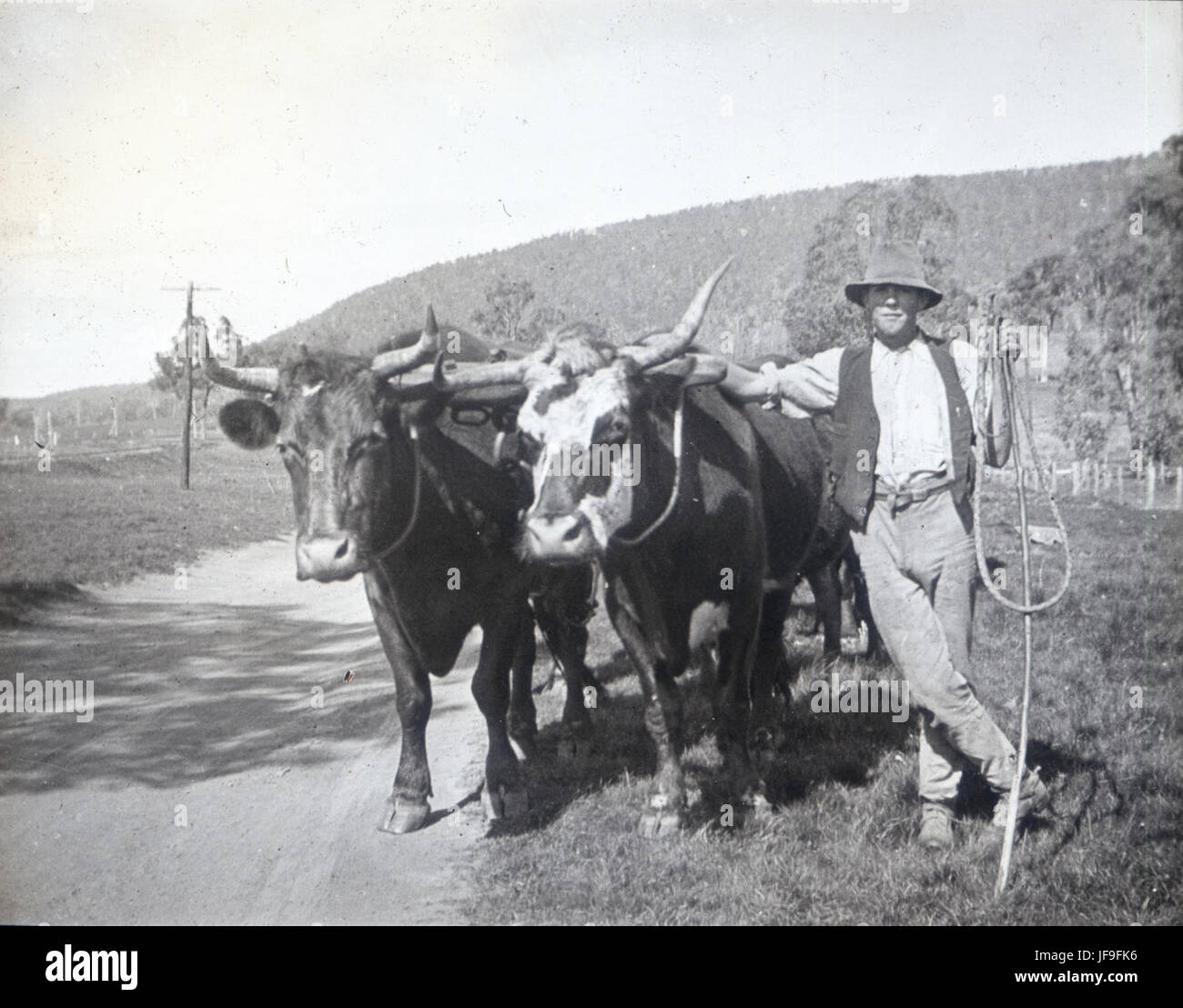 Two leaders of a bullock team with the teamster: A snapshot of the ...