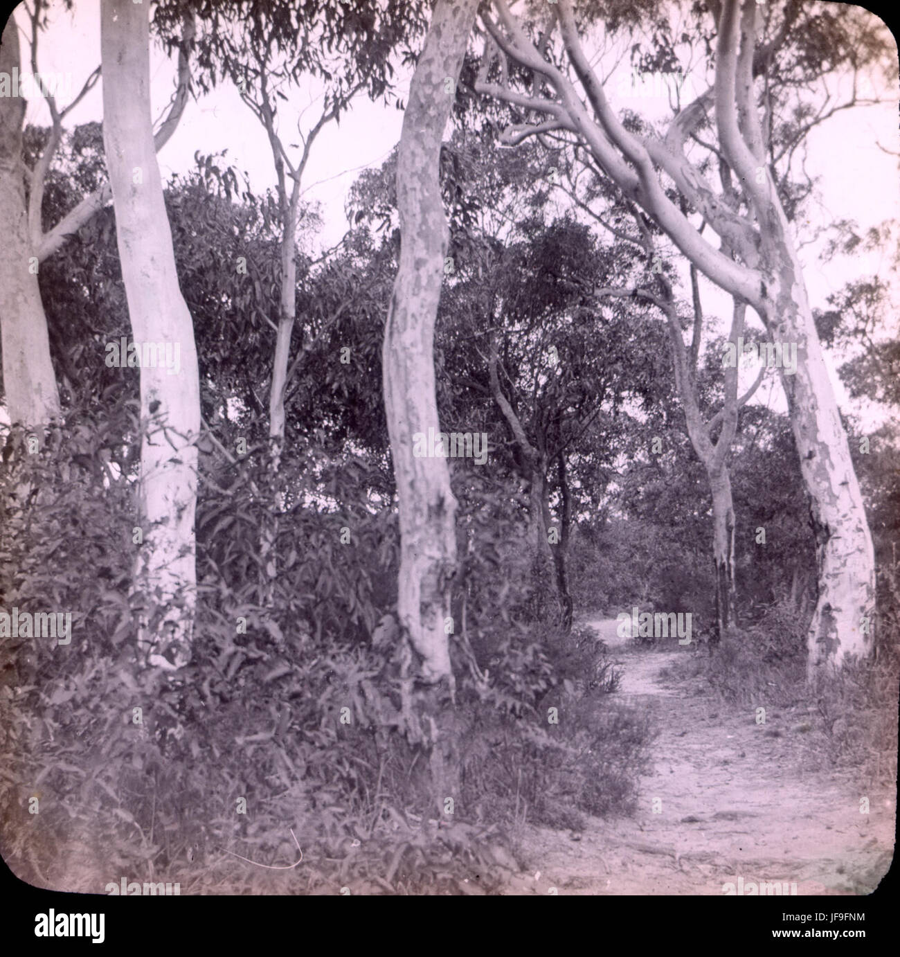 Bush Track at La Perouse, Sydney, Australia Stock Photo - Alamy