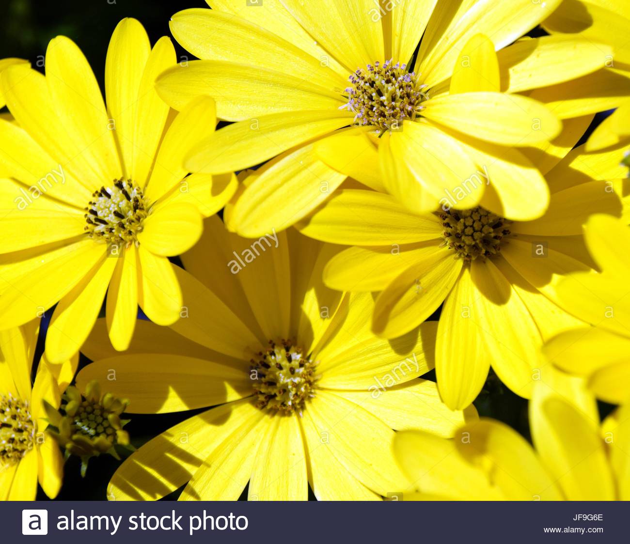 Margeriten Stock Photos & Margeriten Stock Images - Alamy