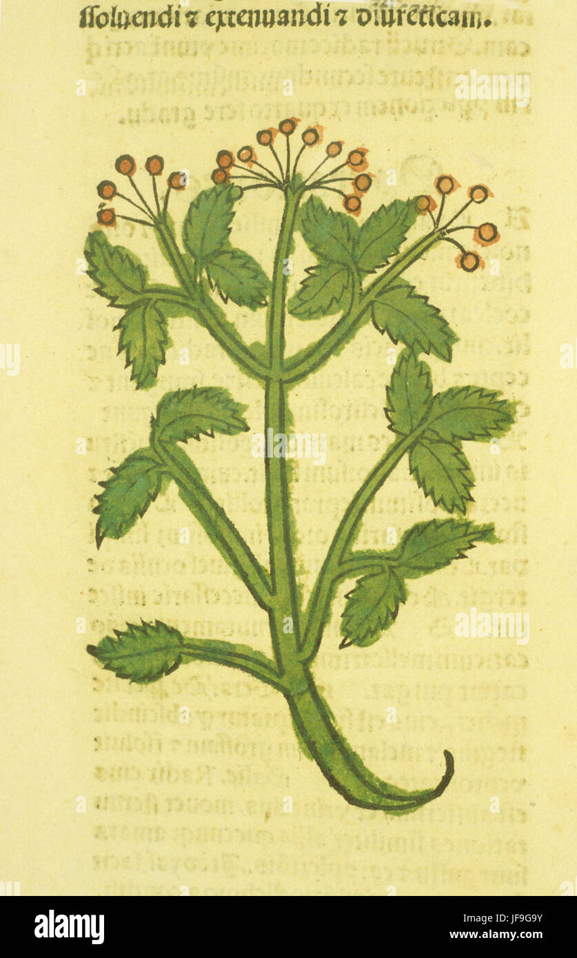 Corandrum - A botanical illustration of Corandrum, a medicinal herb ...