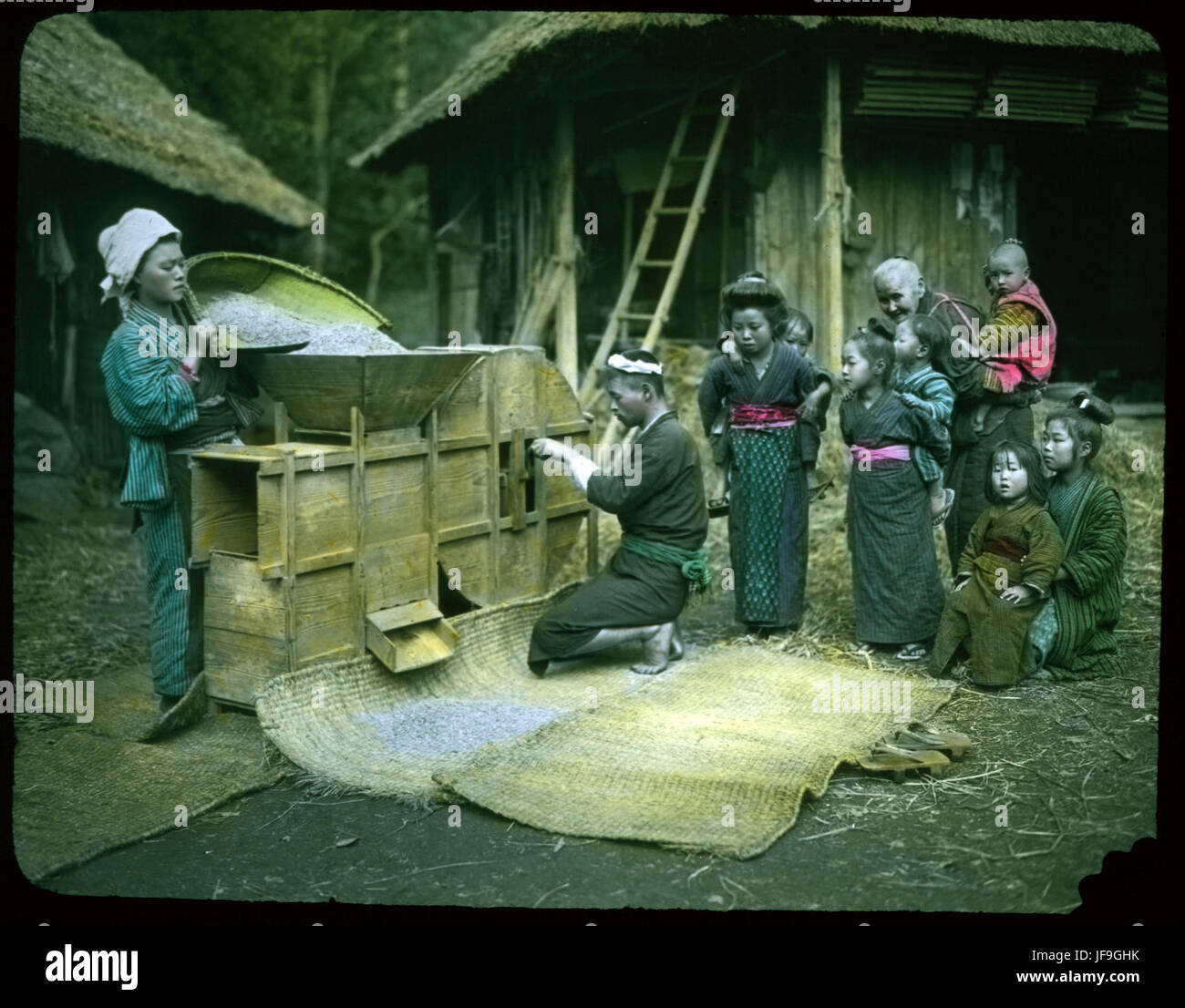 Rice being poured into a wooden mechanical hopper, showcasing ...