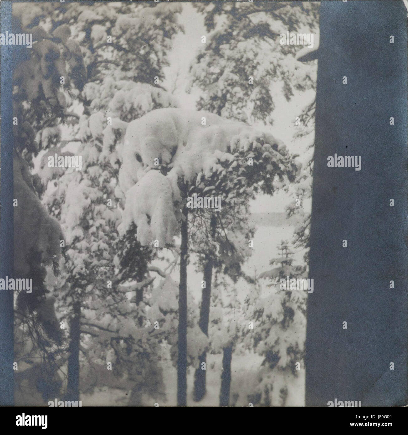A stereoscopic photograph of snow-covered pines in Ruovesi, Finland ...