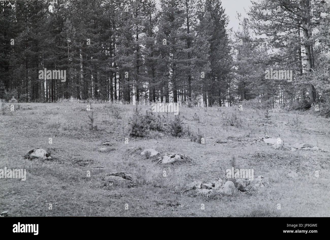A serene landscape photograph showing a forest clearing, offering a ...
