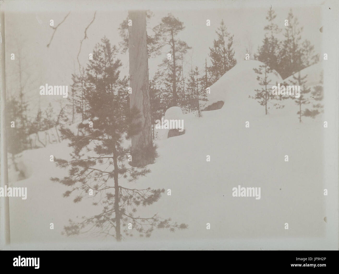A depiction of a snag (dead wood) standing amidst the wintry landscape ...