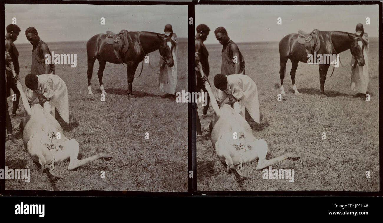 A photograph depicting a dead hartebeest antelope, showcasing the ...