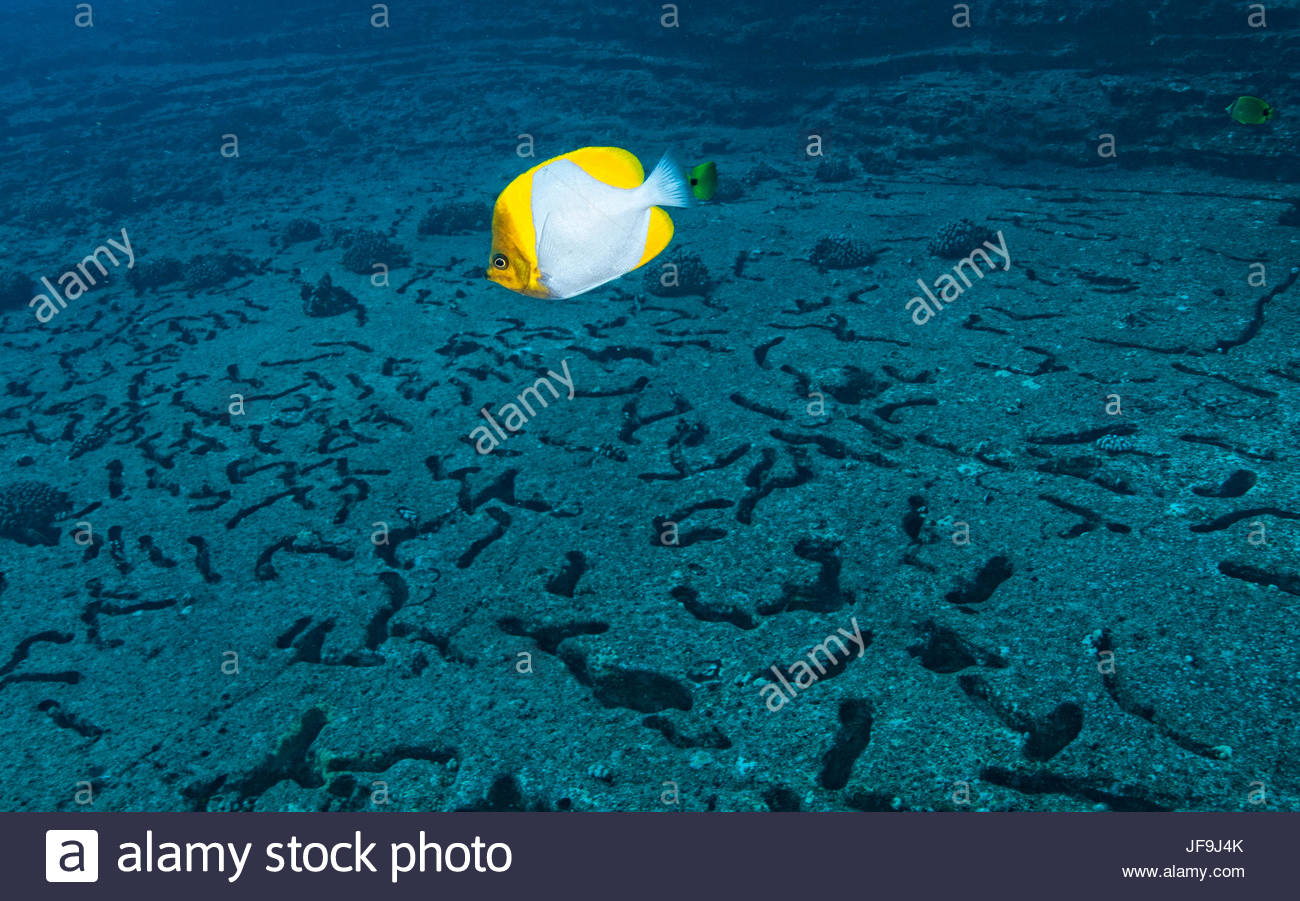 Yellow Striped Fish Stock Photos & Yellow Striped Fish Stock Images - Alamy