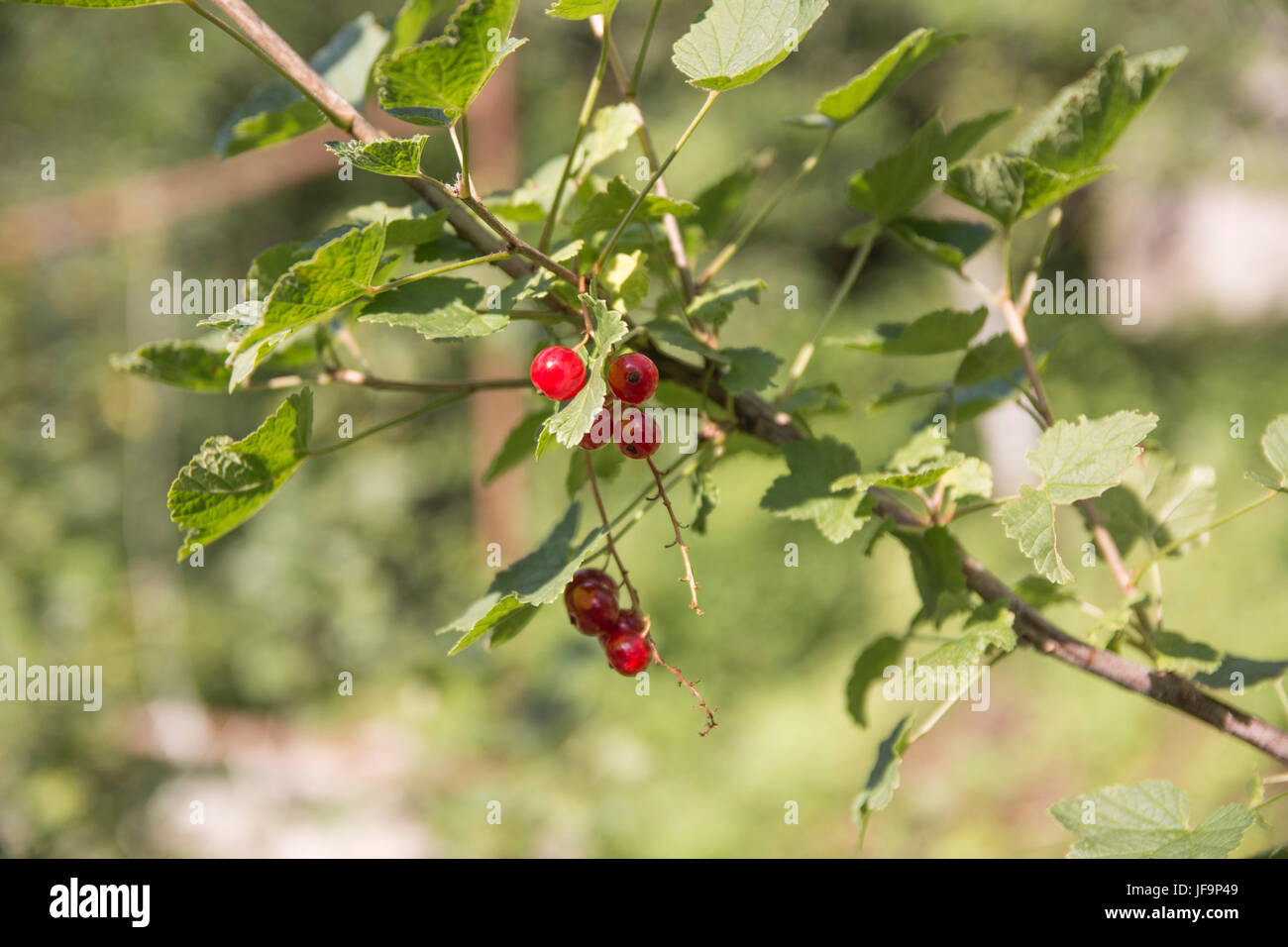 small red berry on a branch close-up Stock Photo - Alamy