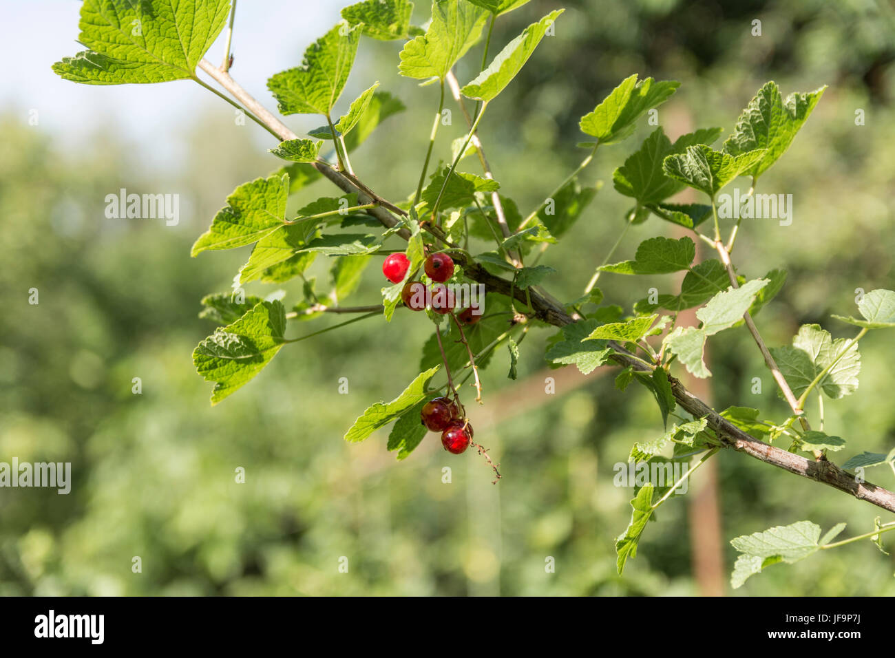 small red berry on a branch close-up Stock Photo - Alamy