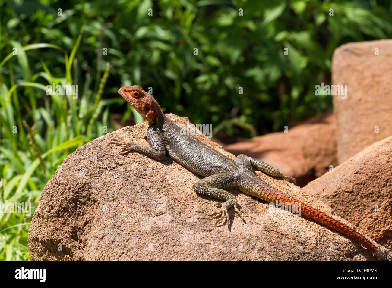 Animal sunbathing hi-res stock photography and images - Alamy