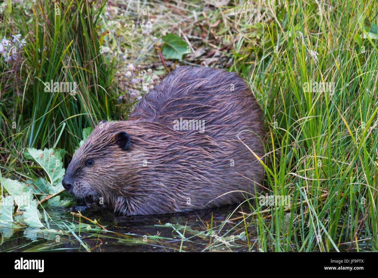 Canadian Beaver 16 Stock Photo - Alamy