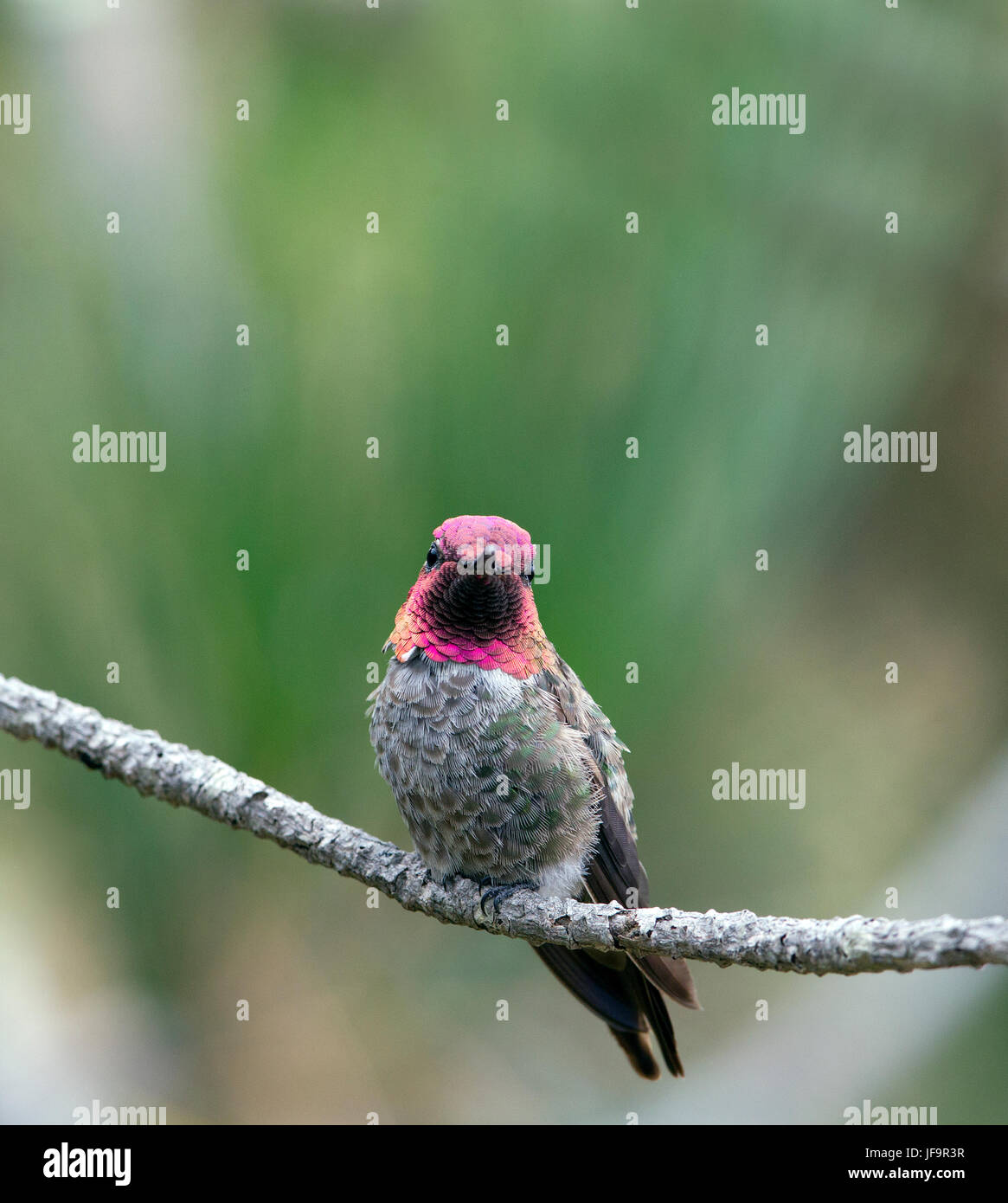 Annas hummingbird hi-res stock photography and images - Alamy