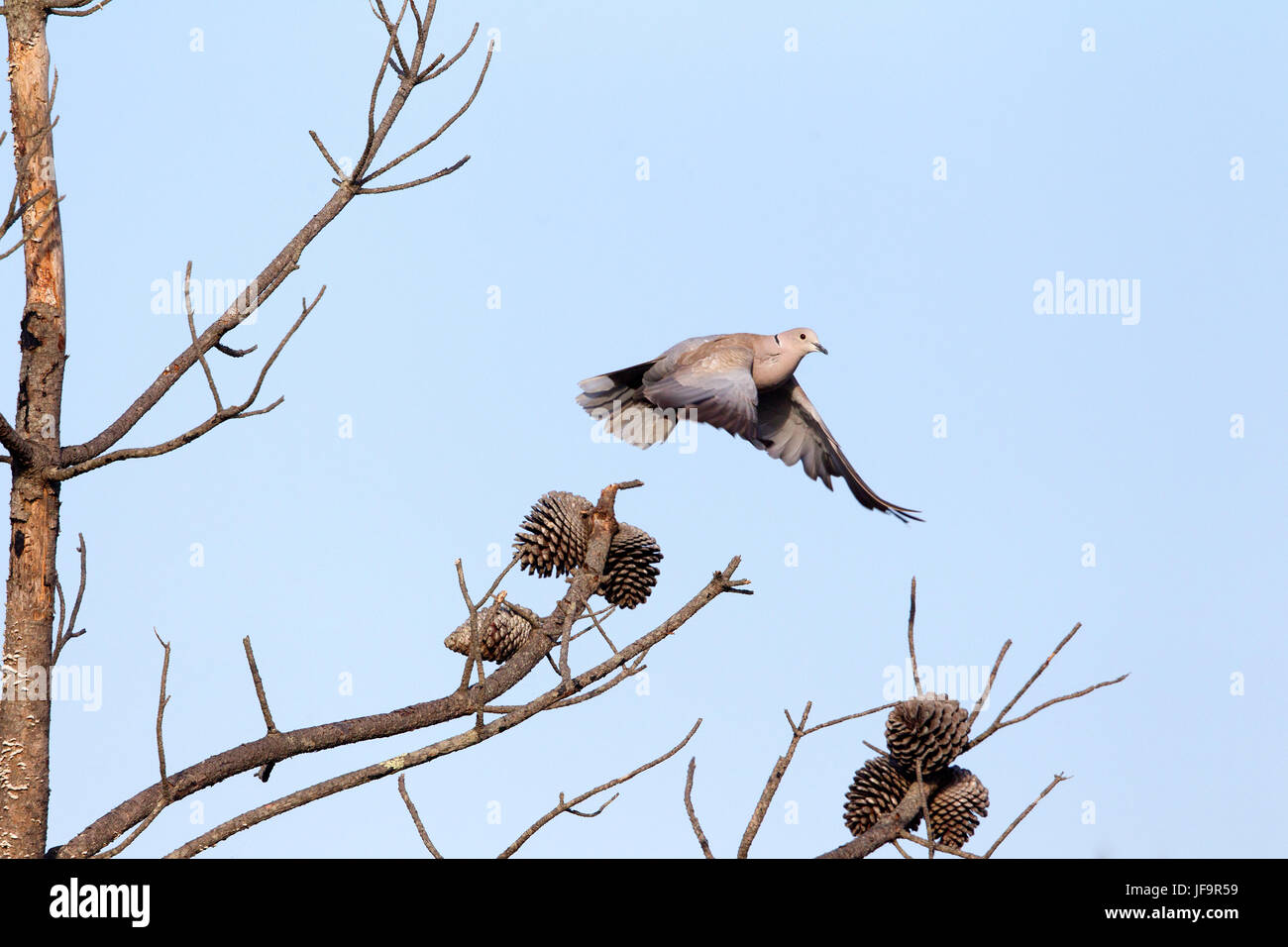 Eurasian collared Dove in Flight Stock Photo - Alamy