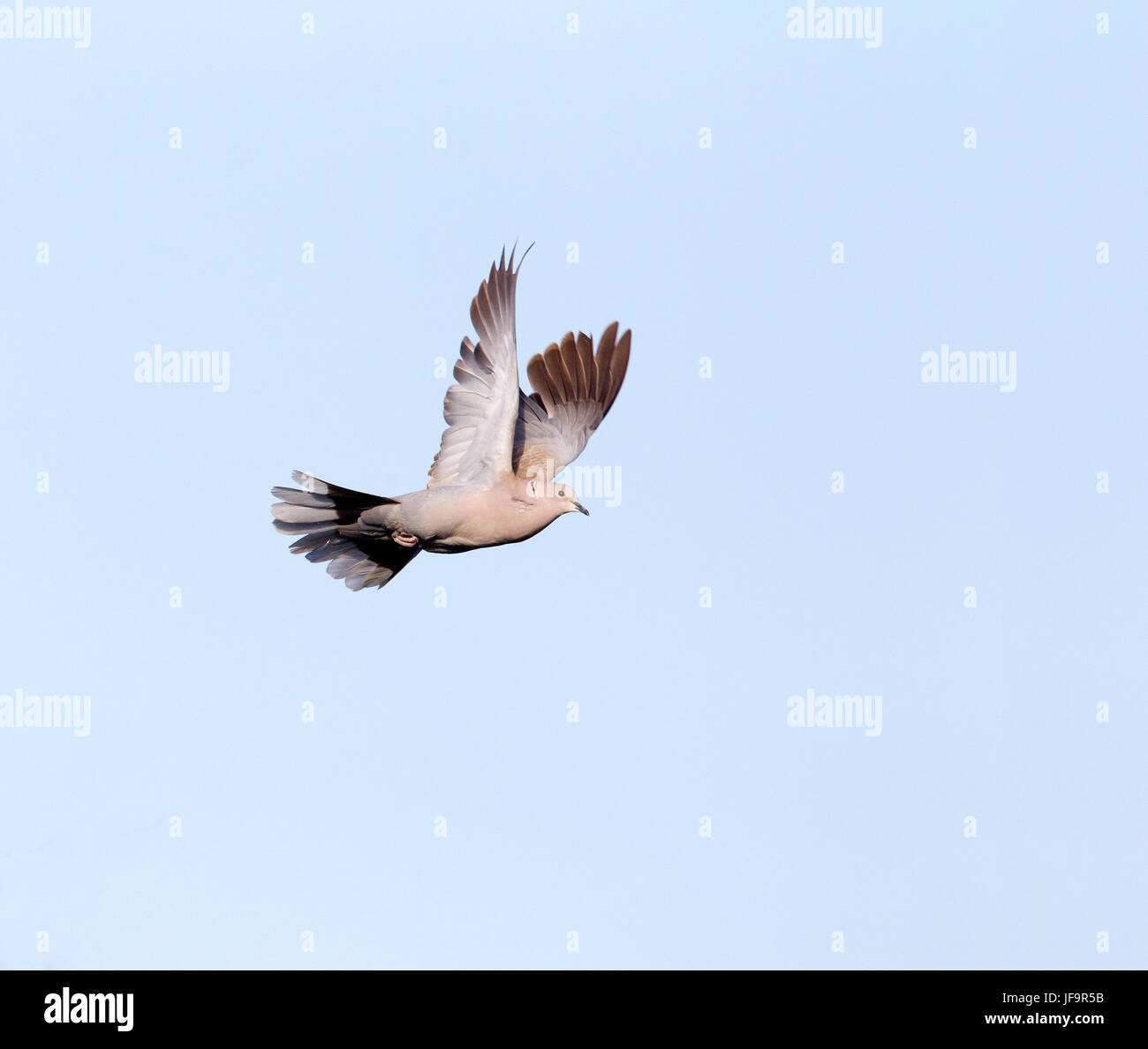 Eurasian collared Dove in Flight Stock Photo - Alamy