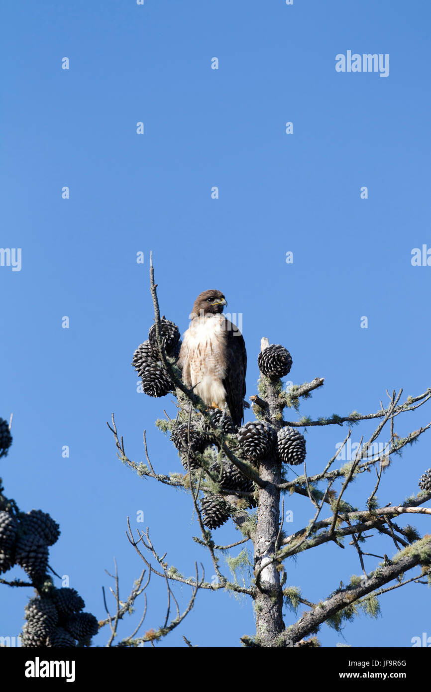 Red tailed hawk in top of pine tree hi-res stock photography and images ...