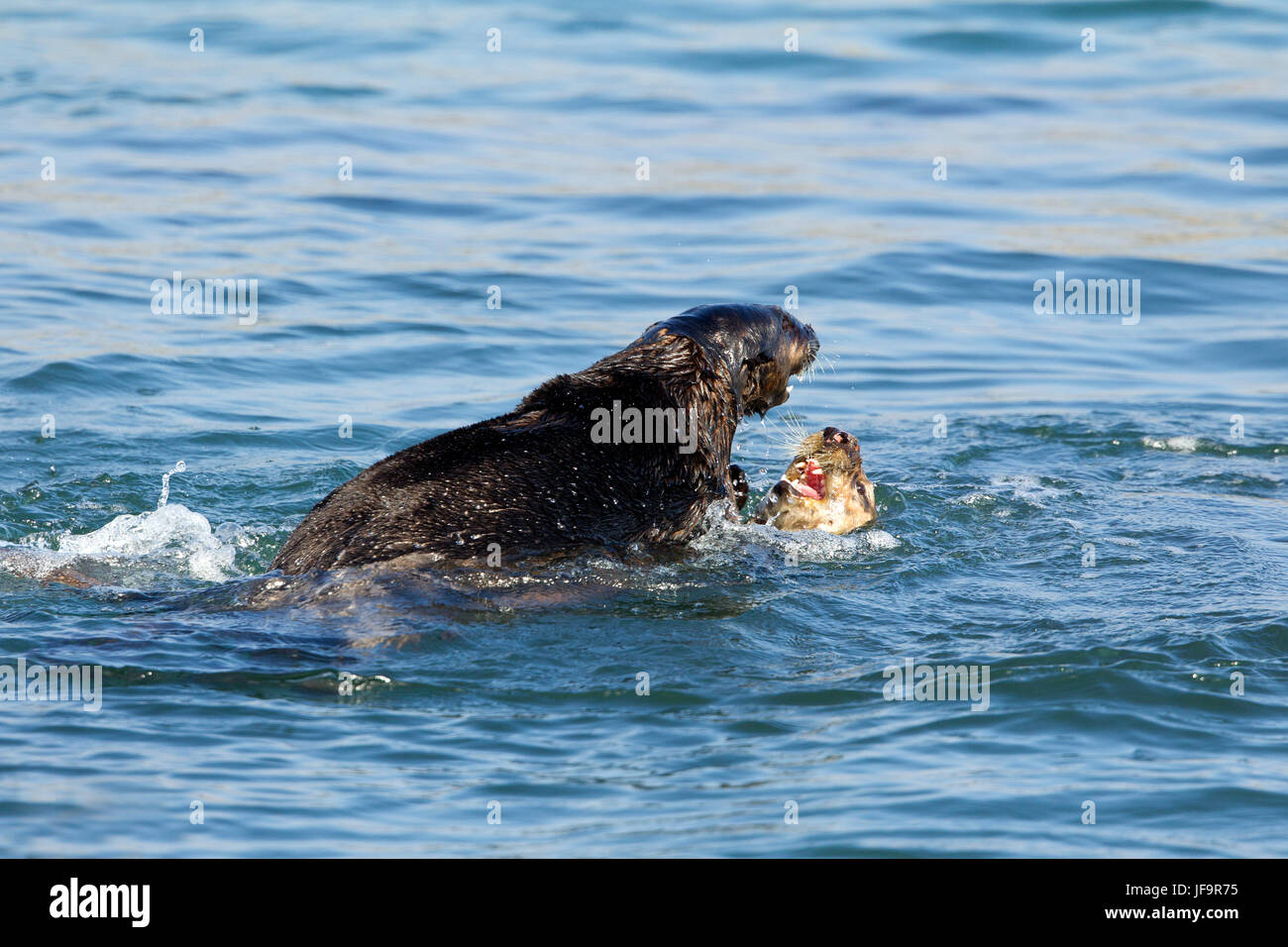 Sea Otters Fighting Stock Photo - Alamy