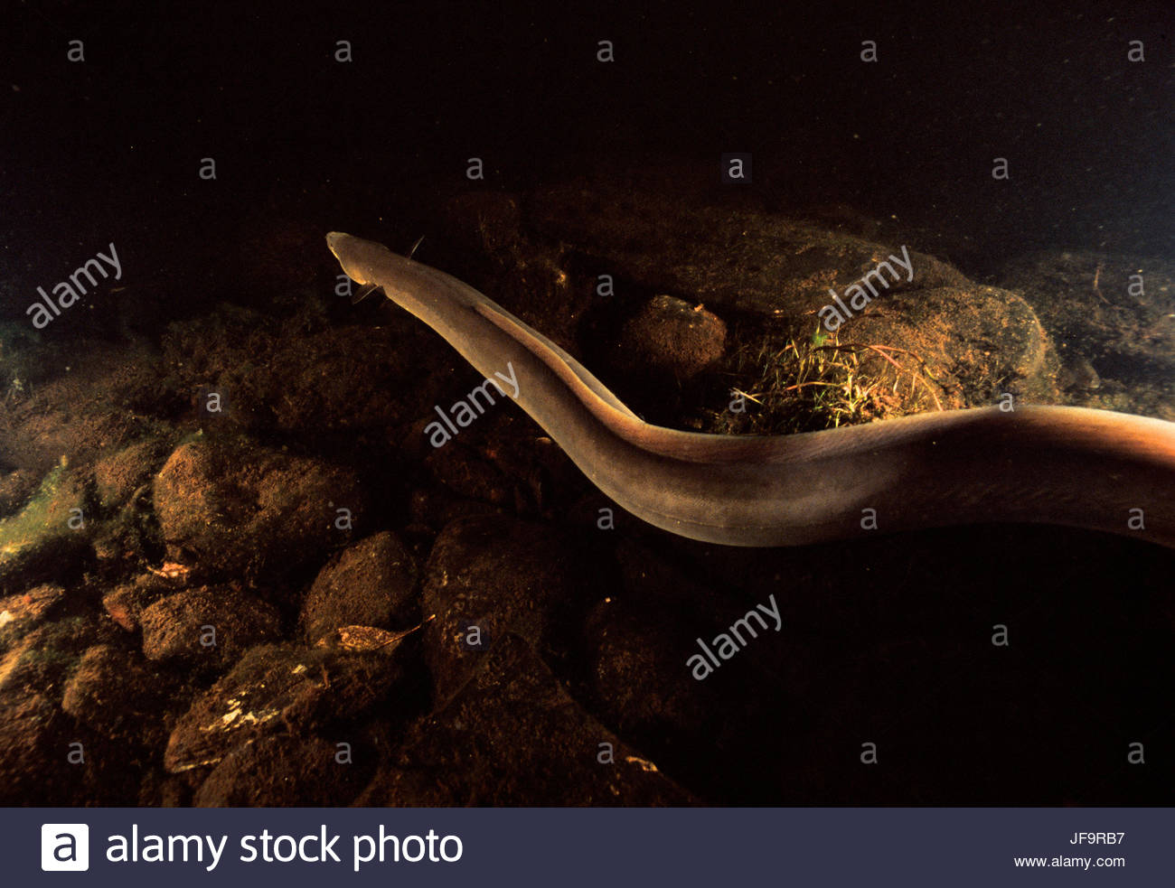 Silver Eel Stock Photos & Silver Eel Stock Images - Alamy