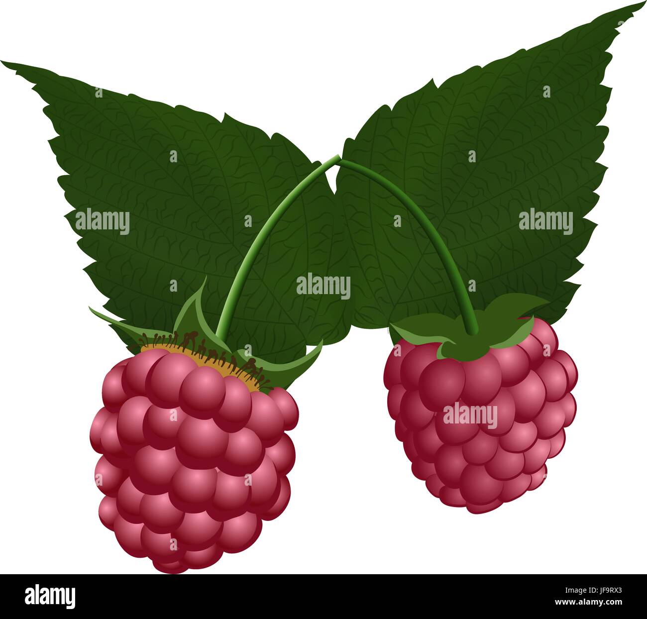 Raspberry colour Stock Vector Images - Alamy