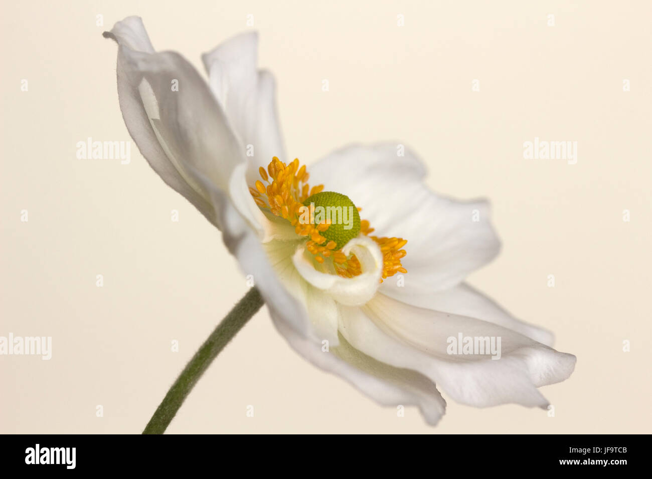 Close-up image of Anemone japonica against a cream background Stock ...