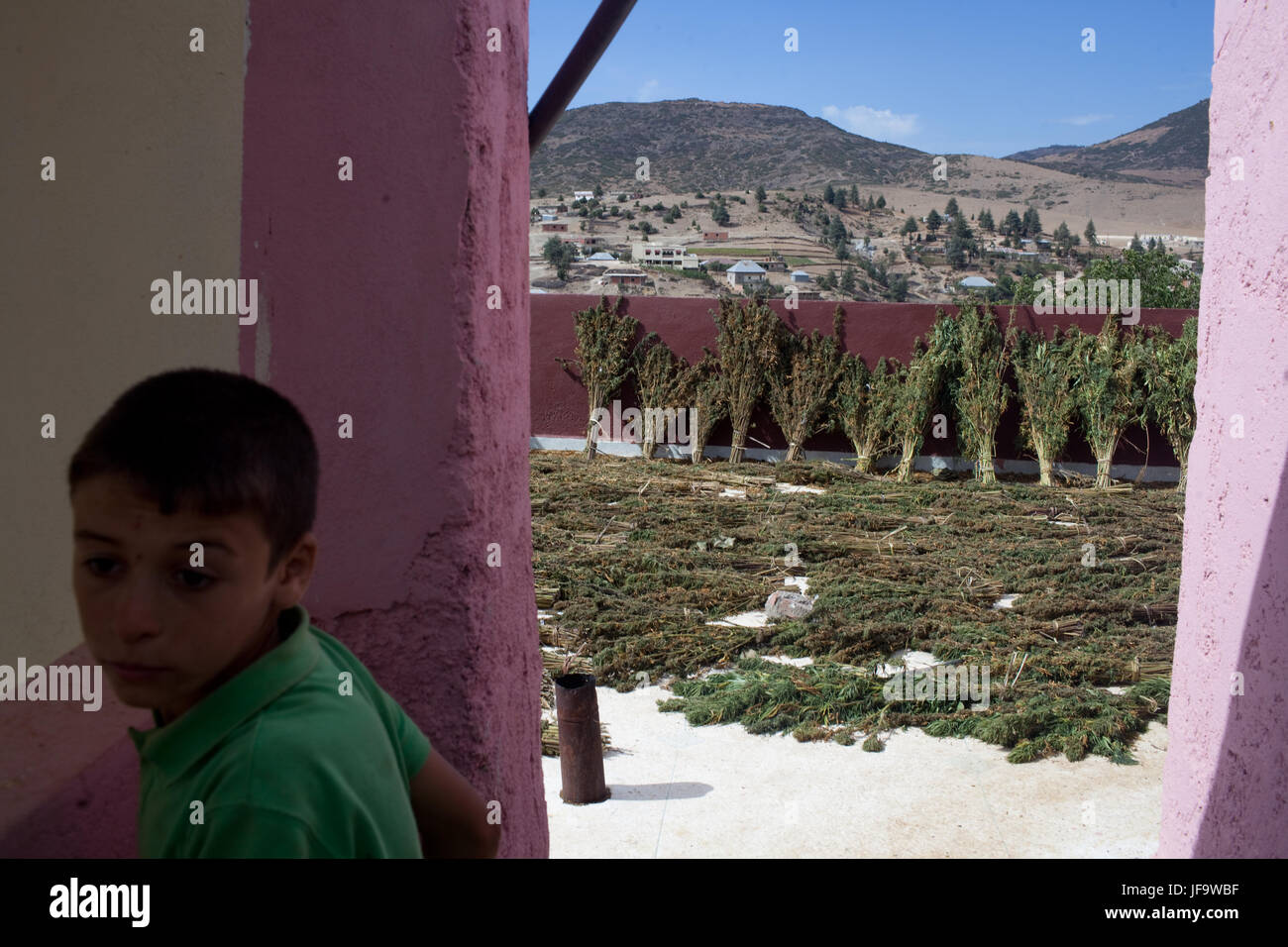 Plants of cannabis drying in the autumn sun. Ketama. Northern Moroccan ...
