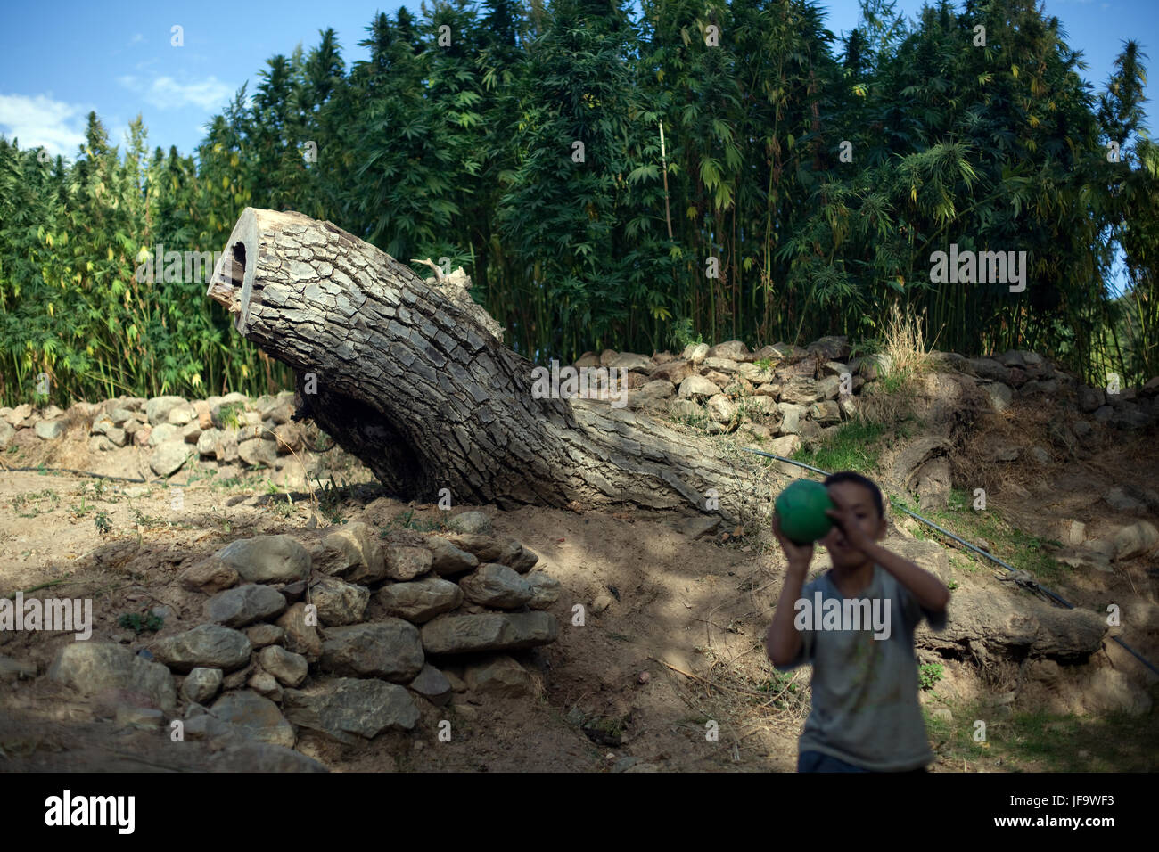Fields of cannabis around Ketama, capital of Rif hashish producing ...