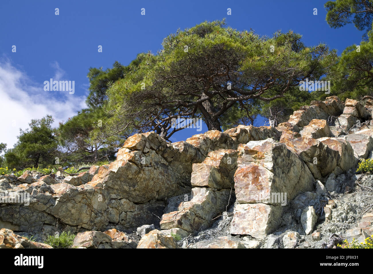 Pine stone hi-res stock photography and images - Alamy