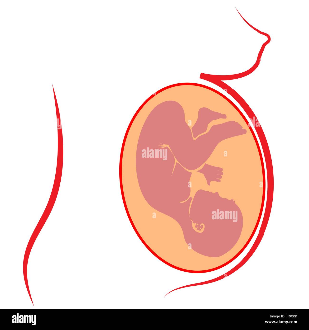 Pregnant Woman and Her Fetus Silhouettes. Medical Icon of Reproduction ...