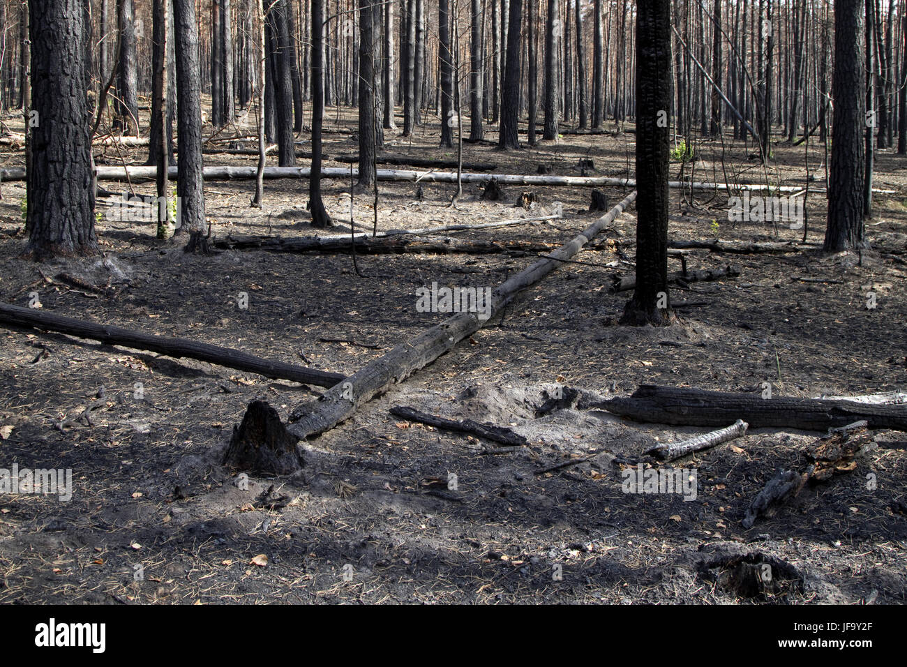 Burnt forest hi-res stock photography and images - Alamy