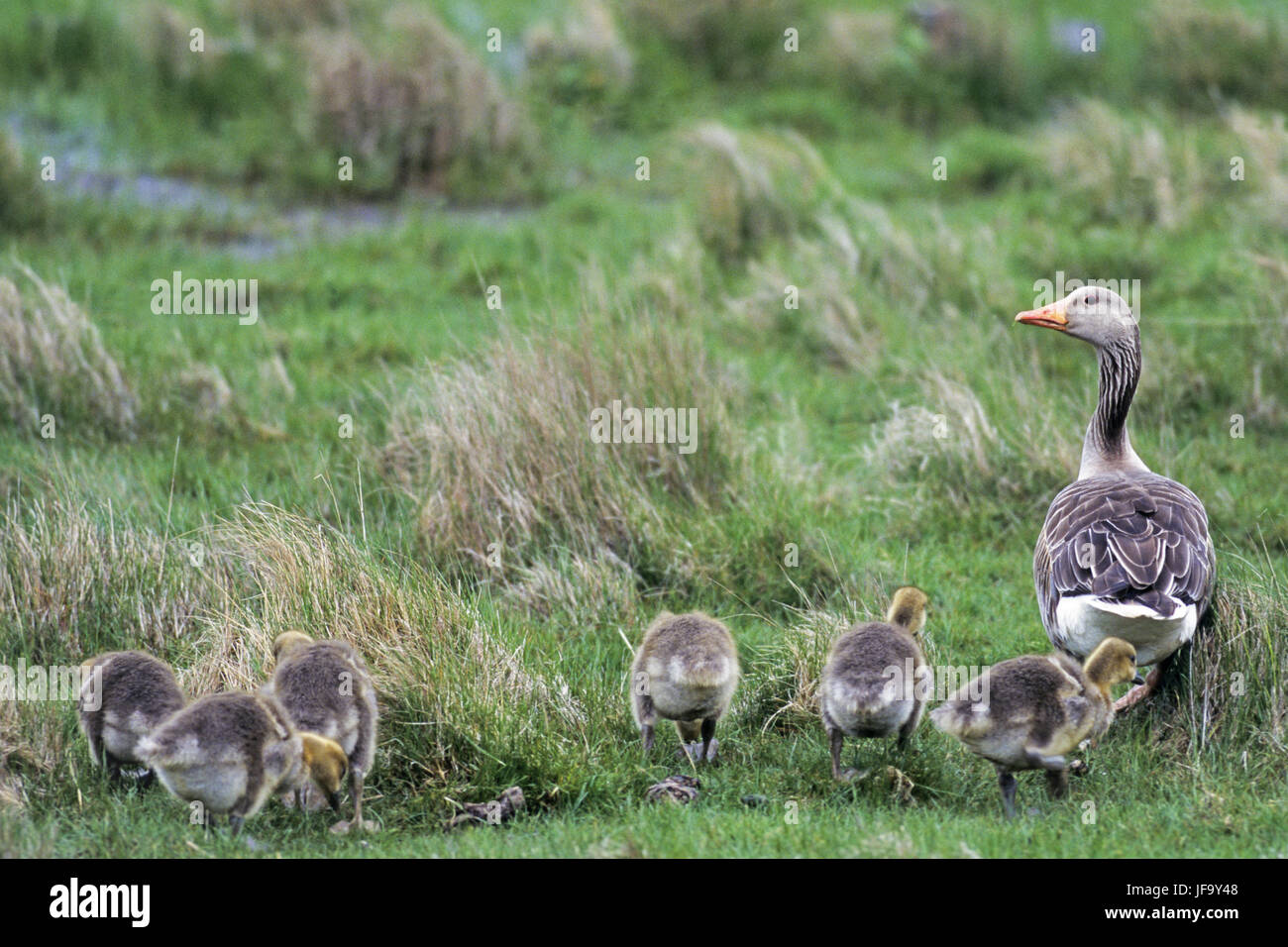 Greylag Goose, the chick is a gosling Stock Photo - Alamy