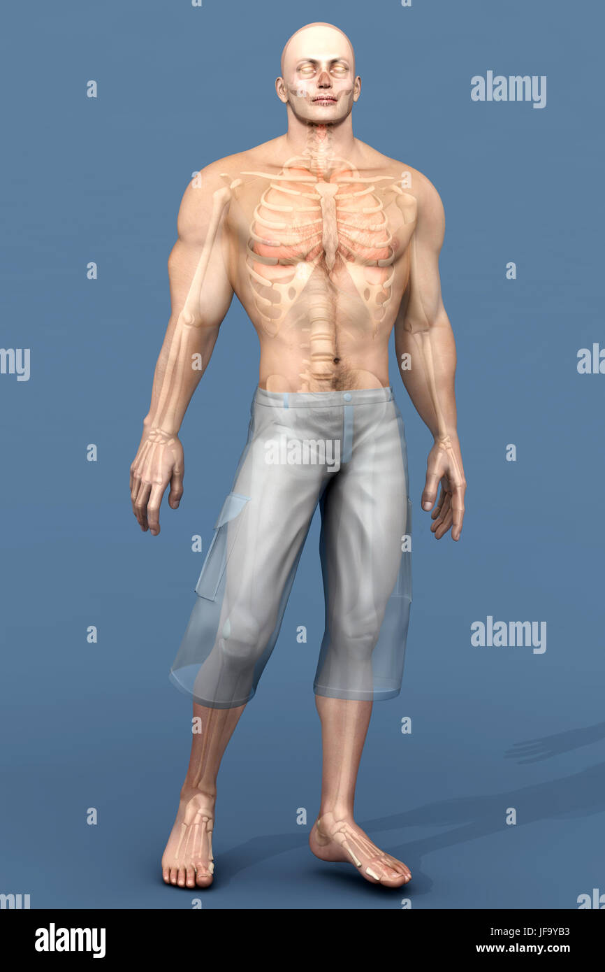 Human Anatomy visualization - Internal Organs Stock Photo - Alamy