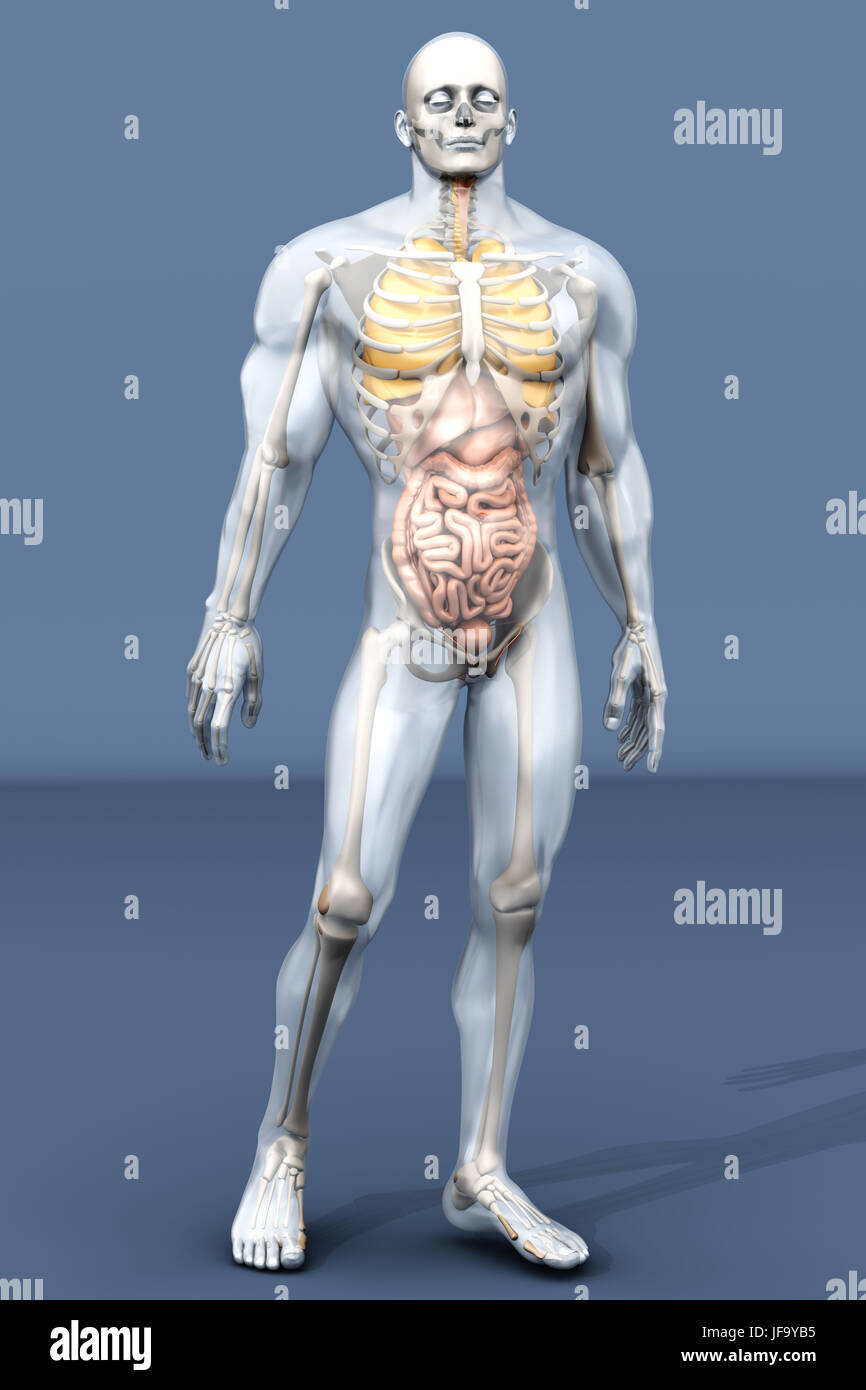 Human Anatomy visualization - Internal Organs Stock Photo - Alamy