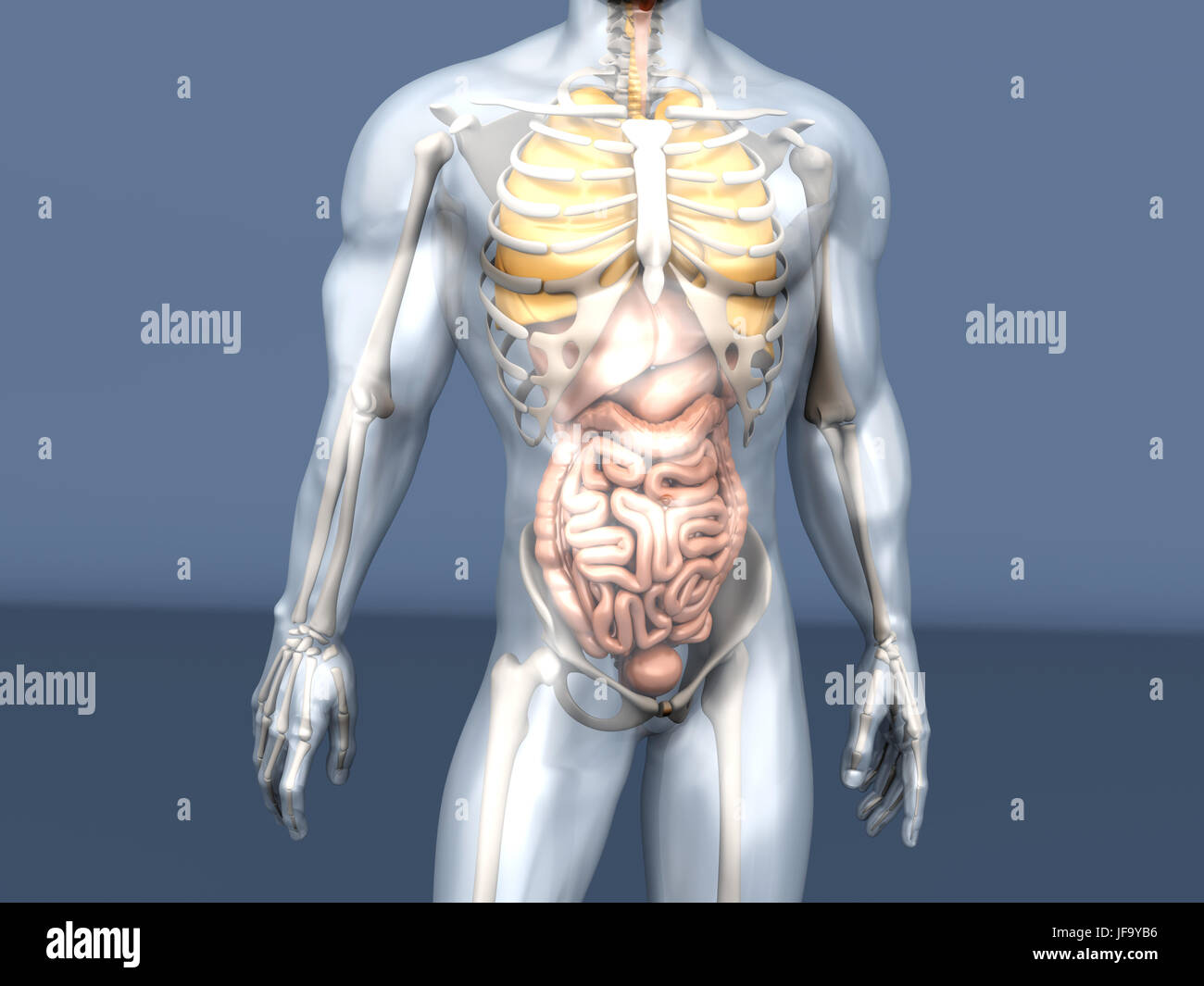 Human Anatomy visualization - Internal Organs Stock Photo - Alamy