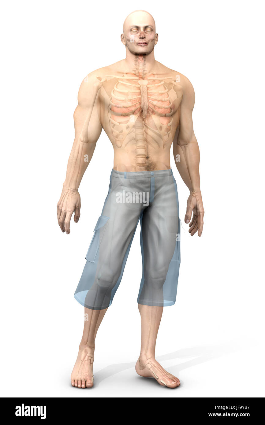 Human Anatomy visualization - Internal Organs Stock Photo - Alamy