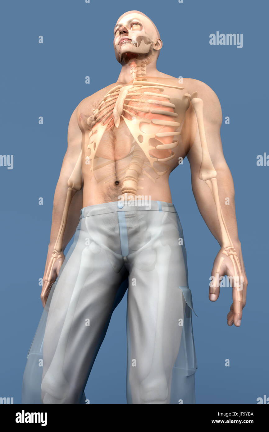 Human Anatomy visualization - Internal Organs Stock Photo - Alamy