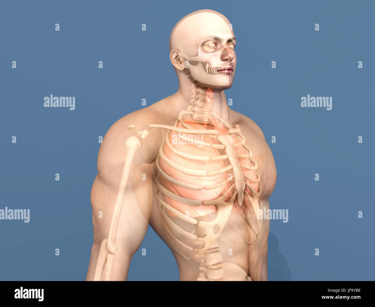 Human Anatomy visualization - Internal Organs Stock Photo - Alamy