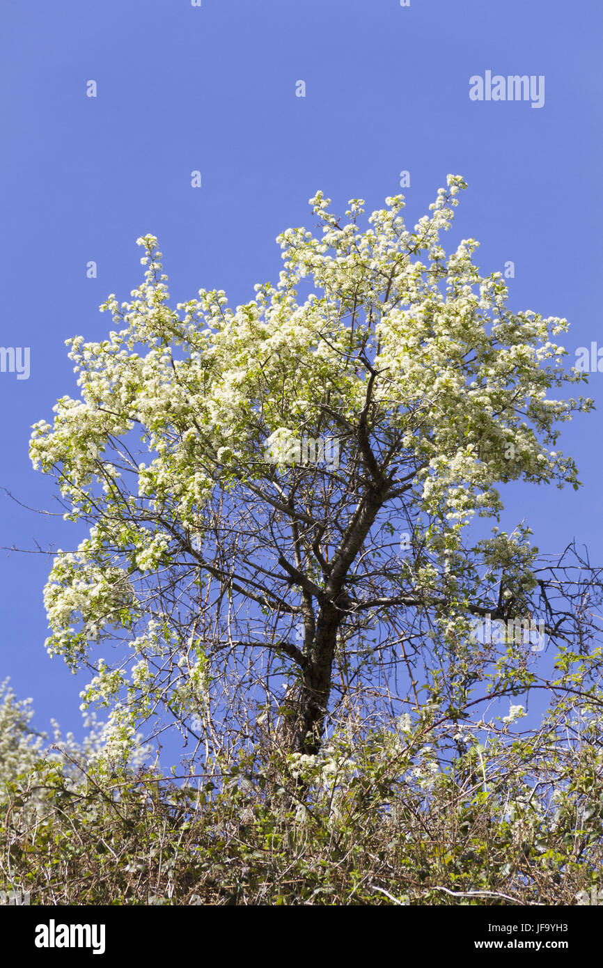 tree in springtime Stock Photo - Alamy