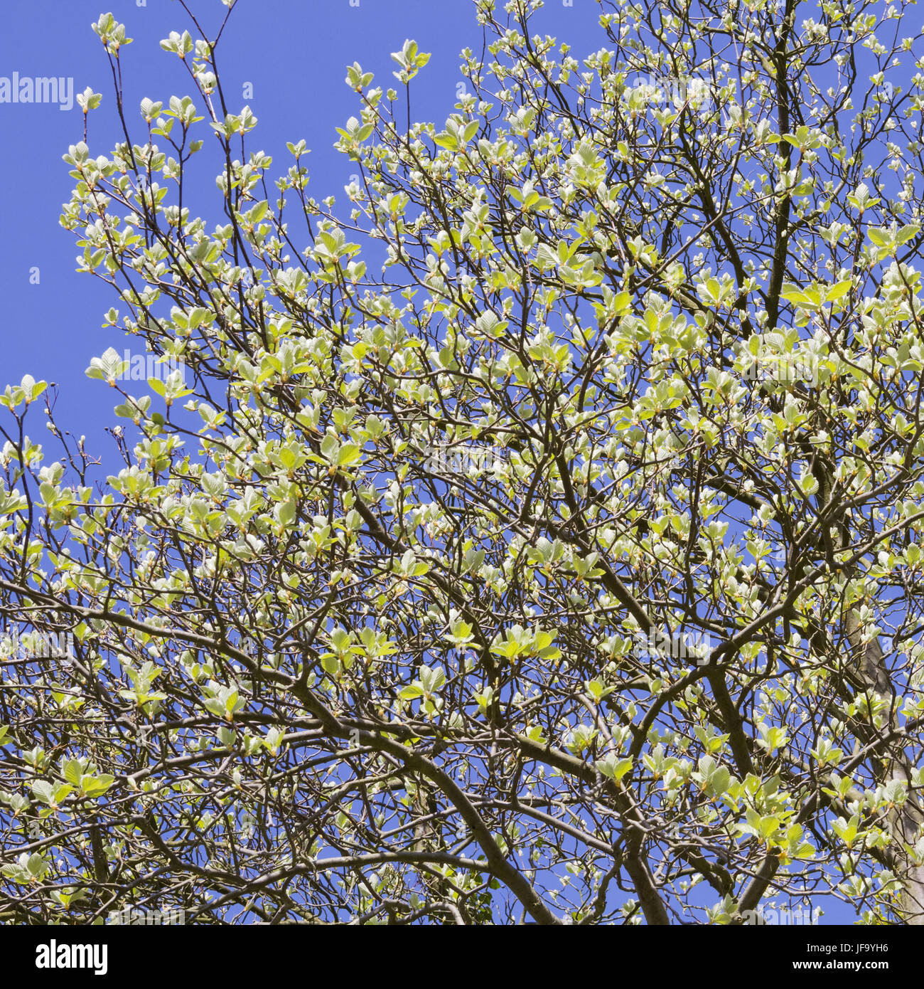 tree in springtime Stock Photo - Alamy