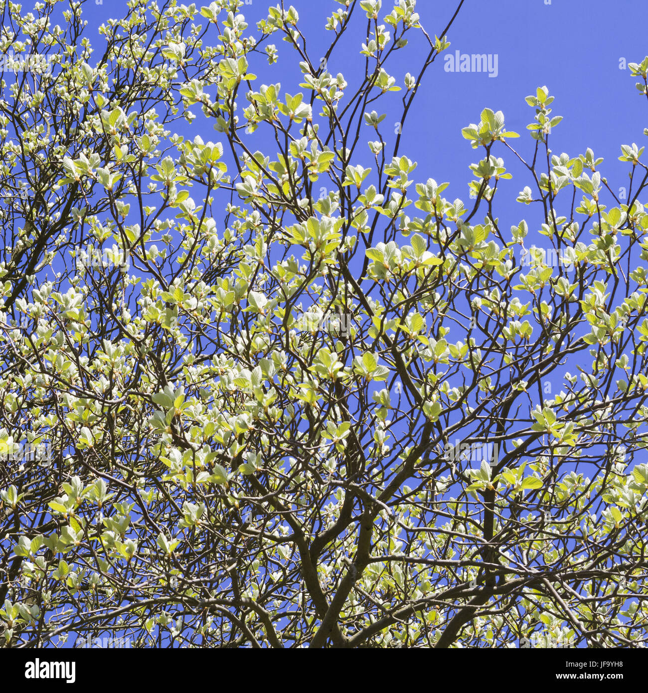 Tree in springtime Stock Photo - Alamy