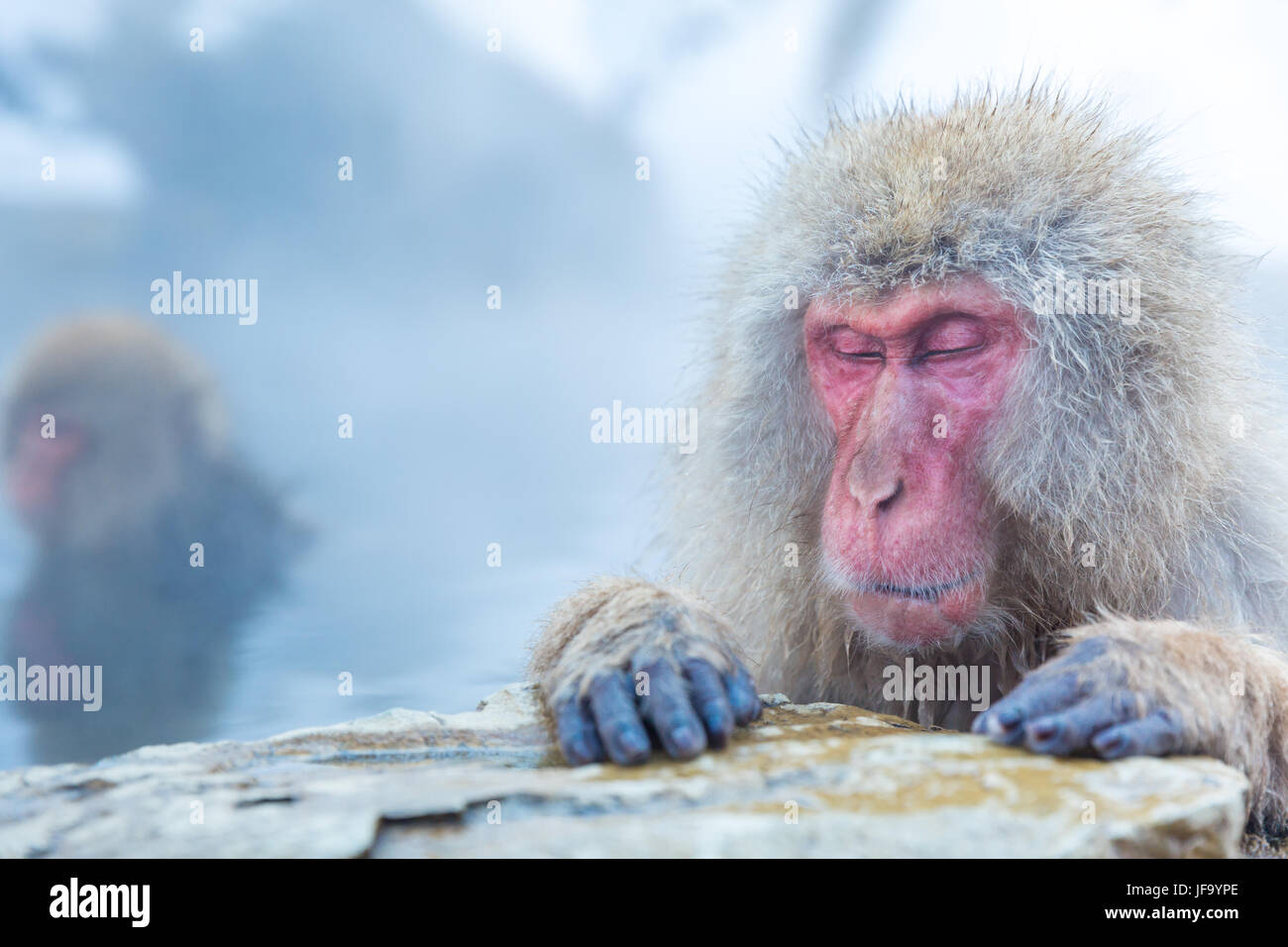 Snow monkey Macaque Onsen Stock Photo - Alamy