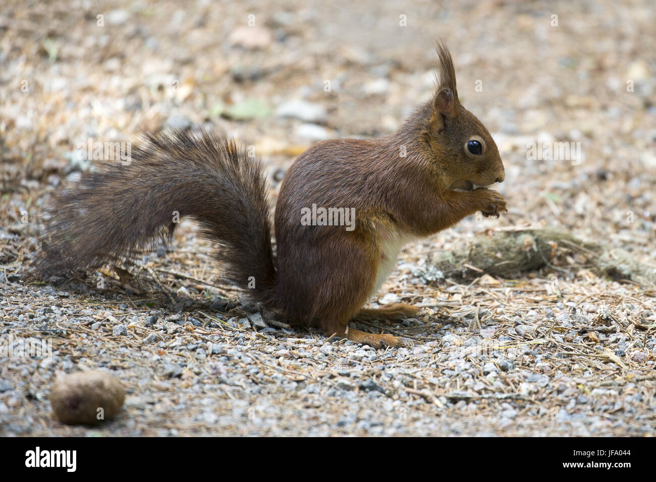 eurasian red squirrel Stock Photo - Alamy