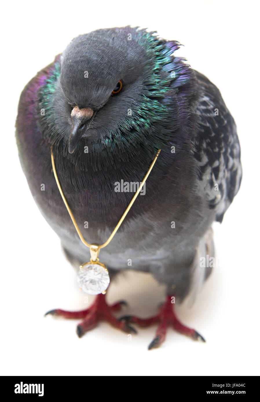 Pigeon portrait on white Cut Out Stock Images & Pictures - Alamy